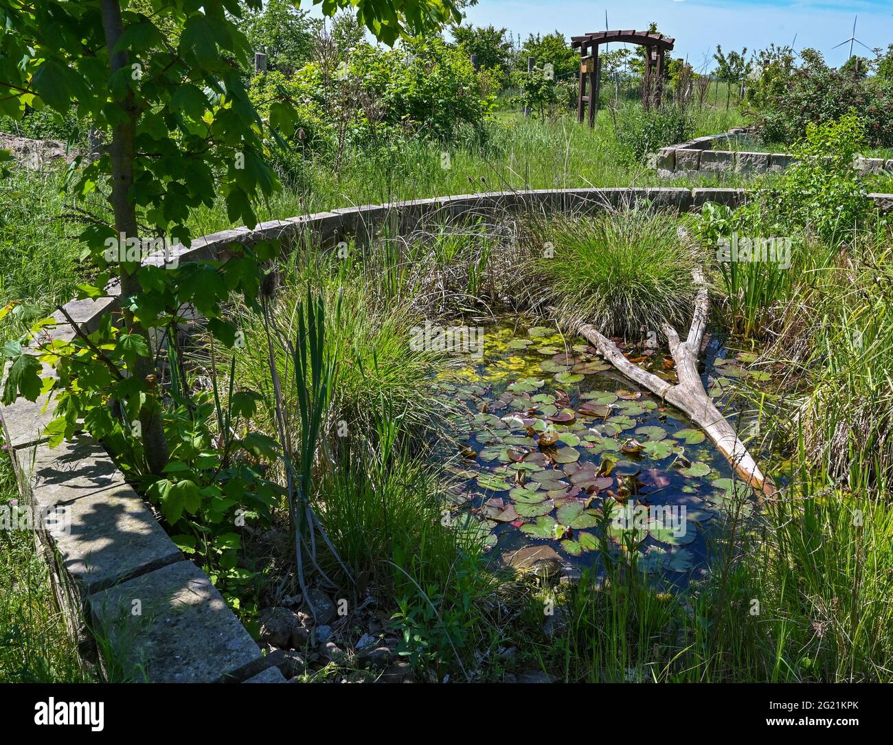 Kruge, Germany. 03rd June, 2021. An enclosure for European pond turtles ...