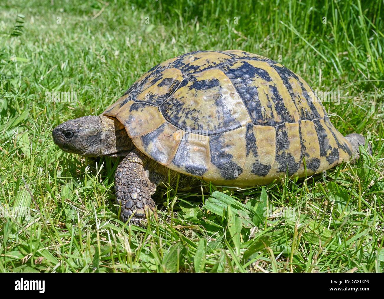 Exotic animals rights hi-res stock photography and images - Alamy