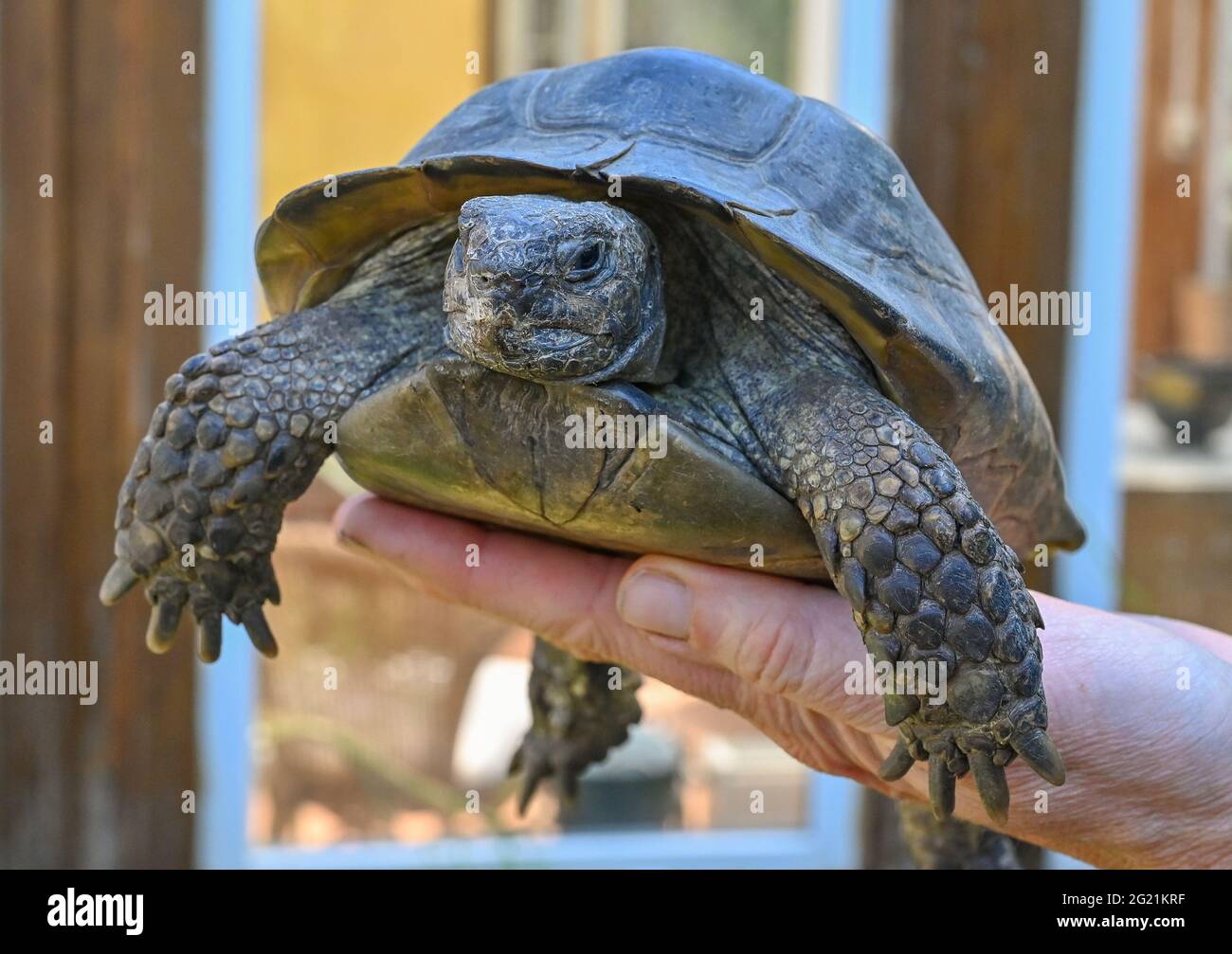 Kruge, Germany. 03rd June, 2021. Susanne Altvater, environmental lawyer ...