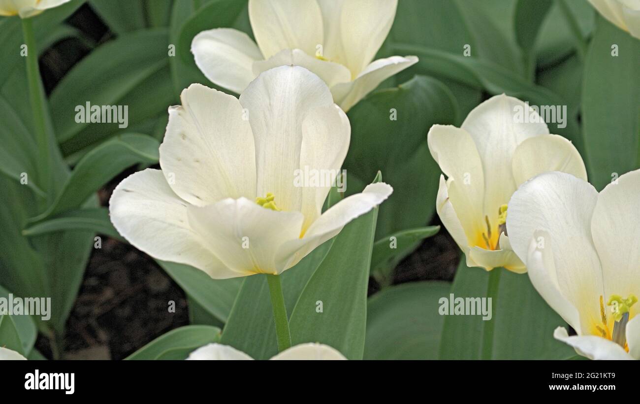 Close up captures of Tulip flowers from Garvin Woodland Garden at Hot ...