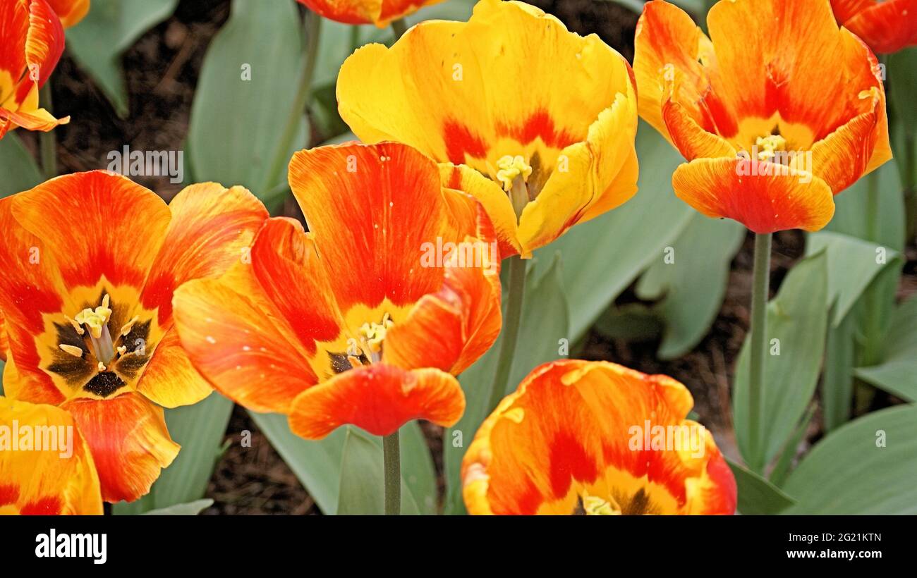 Close up captures of Tulip flowers from Garvin Woodland Garden at Hot ...