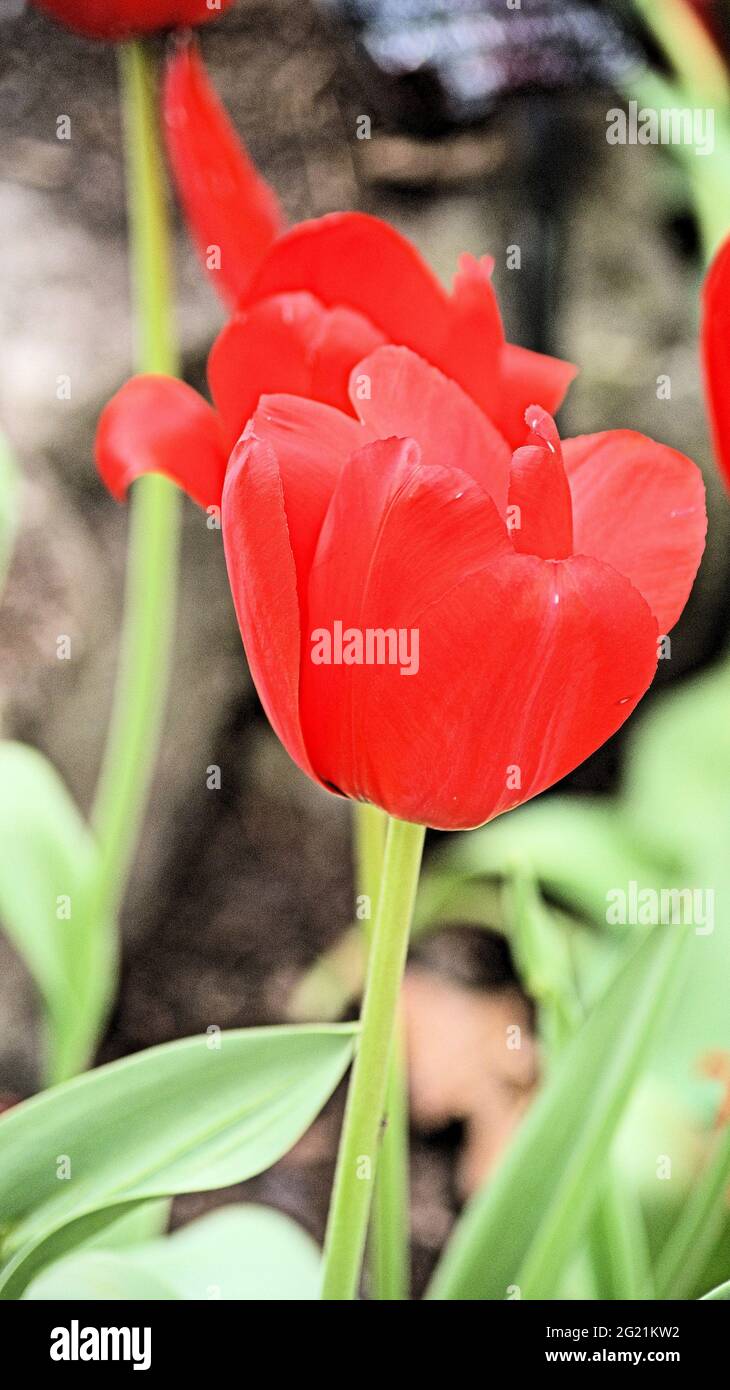 Close up captures of Tulip flowers from Garvin Woodland Garden at Hot ...