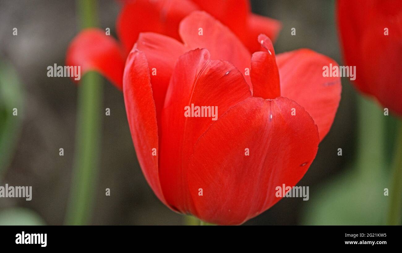 Close up captures of Tulip flowers from Garvin Woodland Garden at Hot ...
