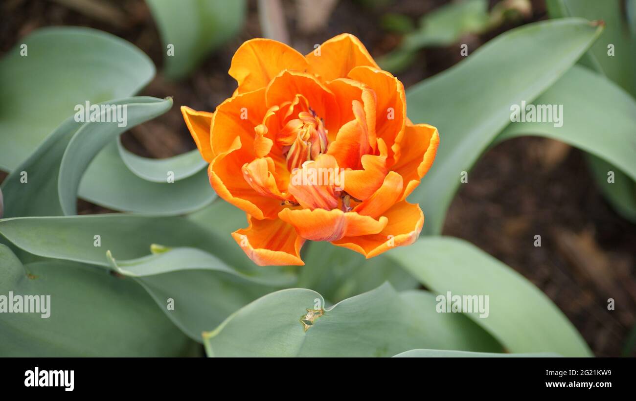 Garvin woodland tulip gardens hi-res stock photography and images - Alamy