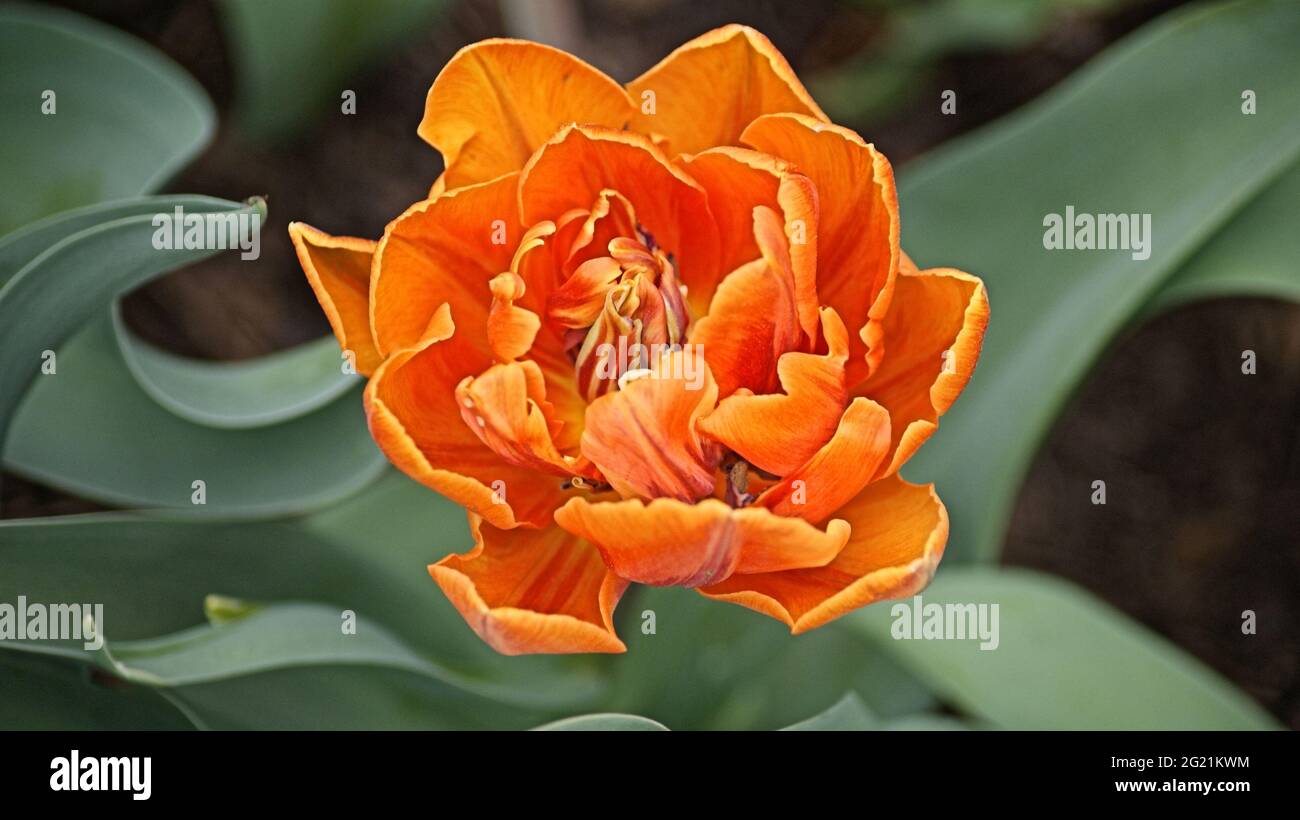 Garvin woodland tulip gardens hi-res stock photography and images - Alamy