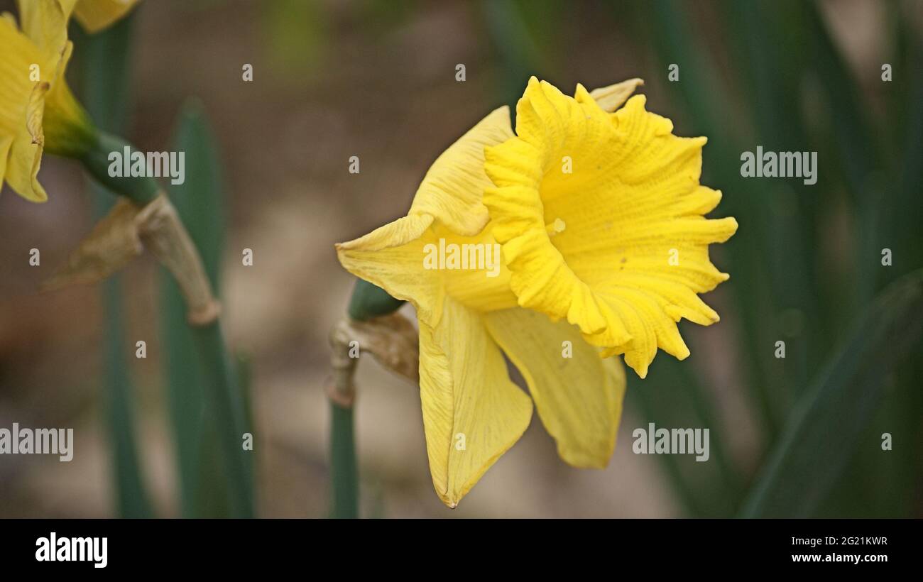 Garvin woodland tulip gardens hi-res stock photography and images - Alamy