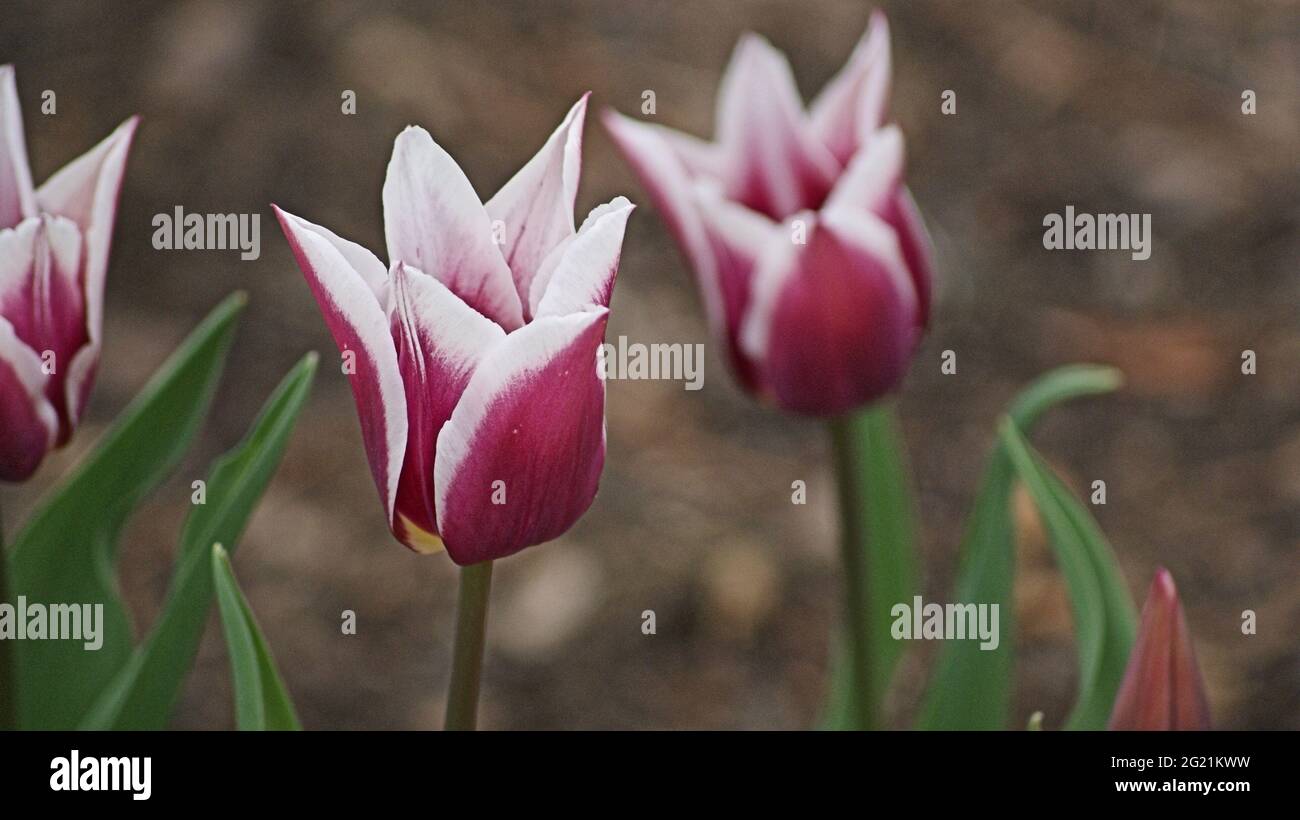 Close up captures of Tulip flowers from Garvin Woodland Garden at Hot ...