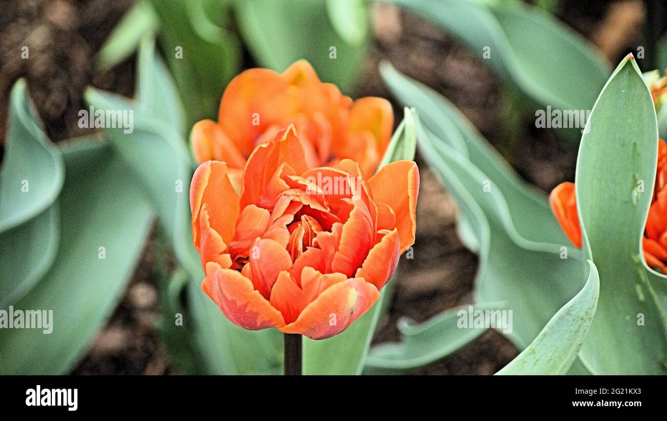 Garvin woodland tulip gardens hi-res stock photography and images - Alamy