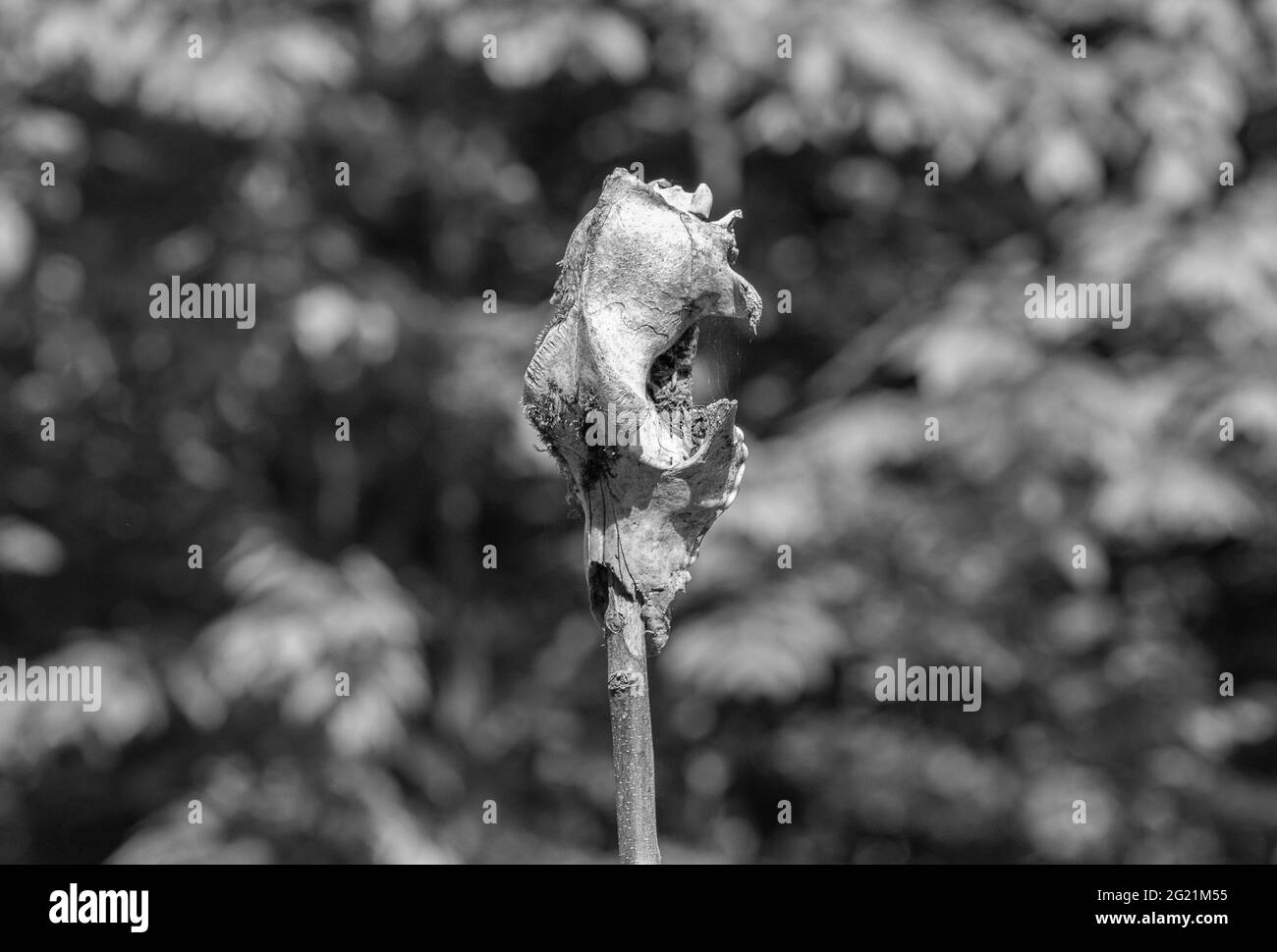 Scary dog Black and White Stock Photos & Images - Alamy