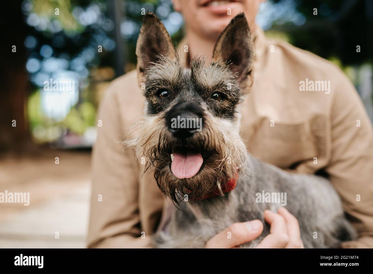 Adult person hugging an adorable miniature schnauzer in a park with a ...