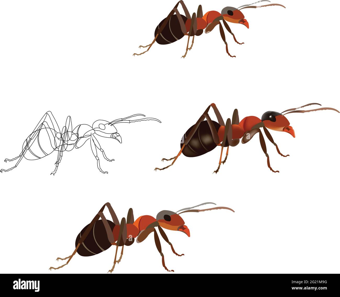 Red Ant Drawing