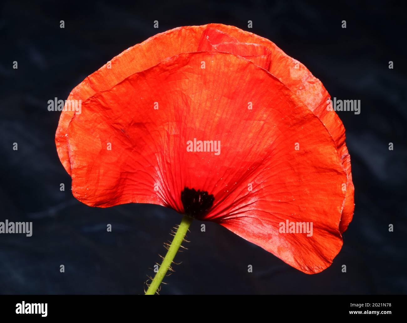 Red wild papaver flower blossom close up family papaveraceae botanical ...