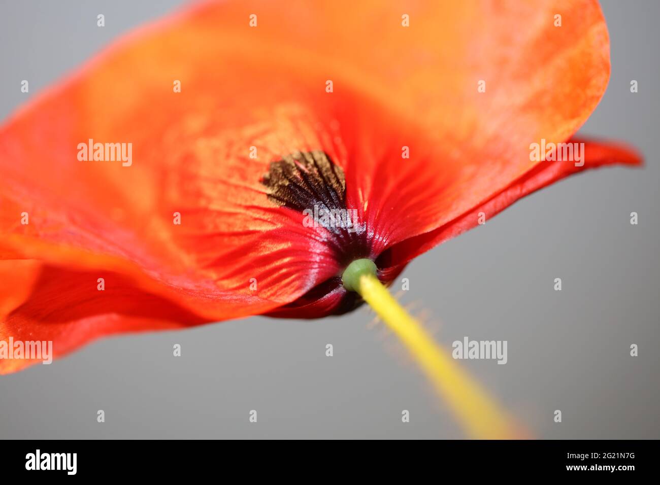 Red wild papaver flower blossom close up family papaveraceae botanical ...