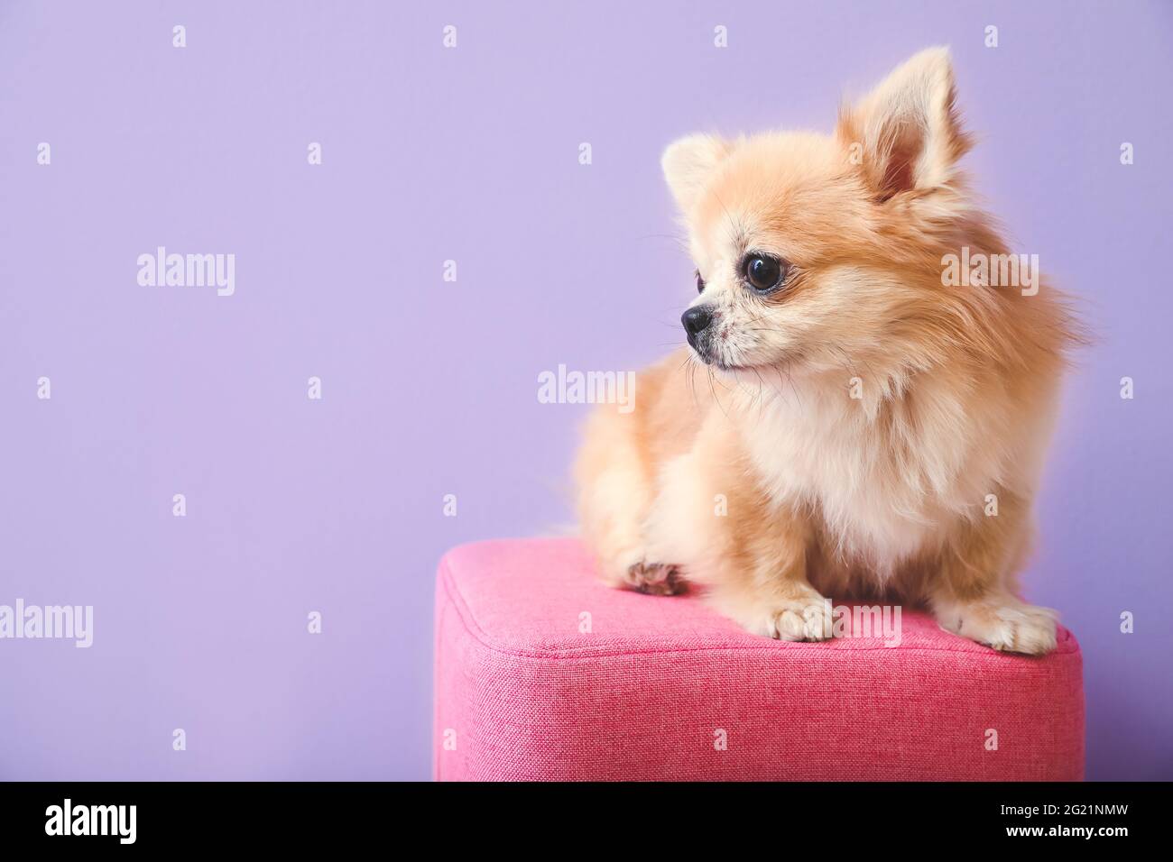 Cute chihuahua dog on pouf against color background Stock Photo - Alamy