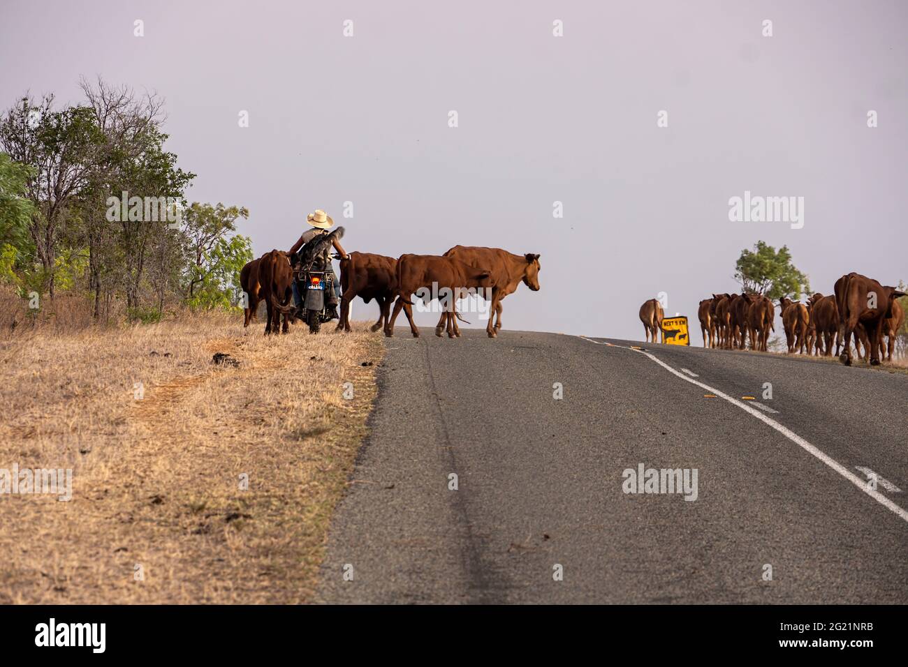 Modern female drover cowgirl with her dog herding cattle with a ...