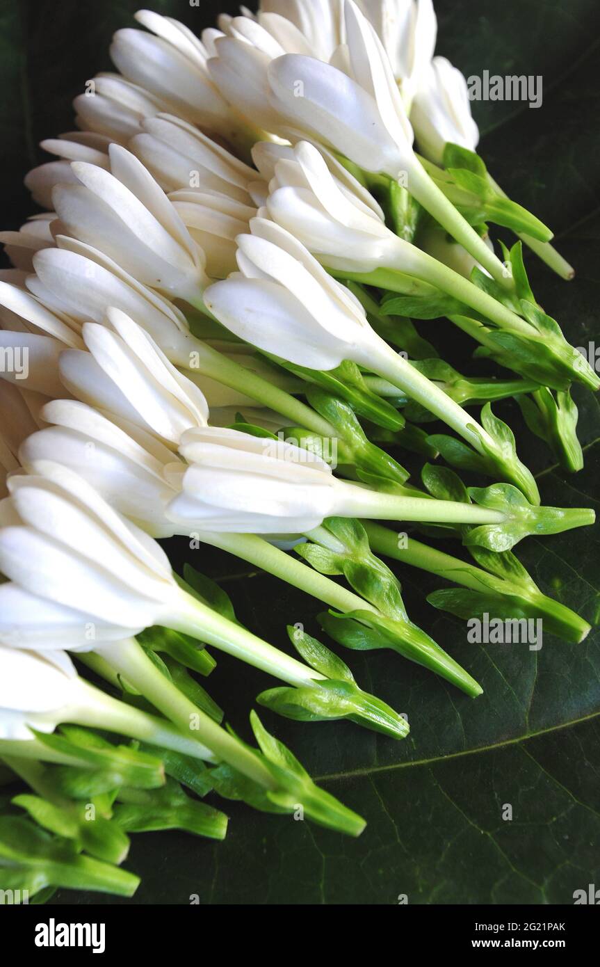 Tiare flower hi-res stock photography and images - Alamy