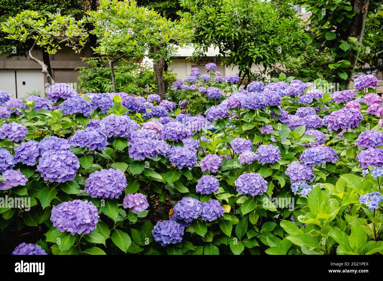 Bloom hydrangea hi-res stock photography and images - Alamy