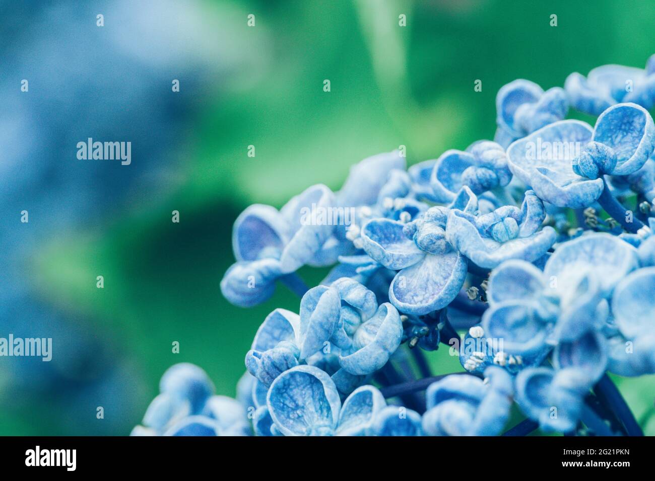 Hydrangea petal hi-res stock photography and images - Alamy
