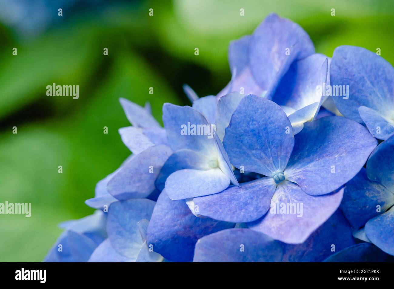 Hydrangea in rainy season early June Stock Photo - Alamy