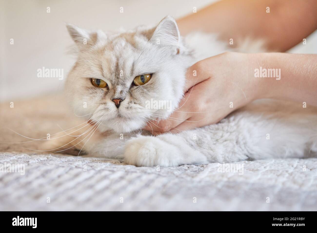Feline scratches face paw hi-res stock photography and images - Alamy
