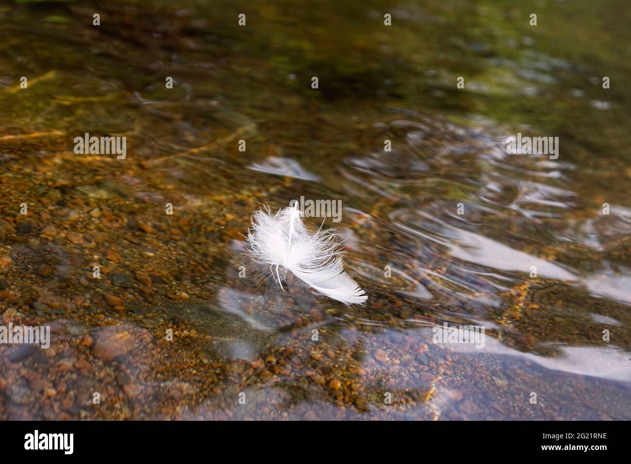 A fluffy white feather floating in a stream running over gravel with ...