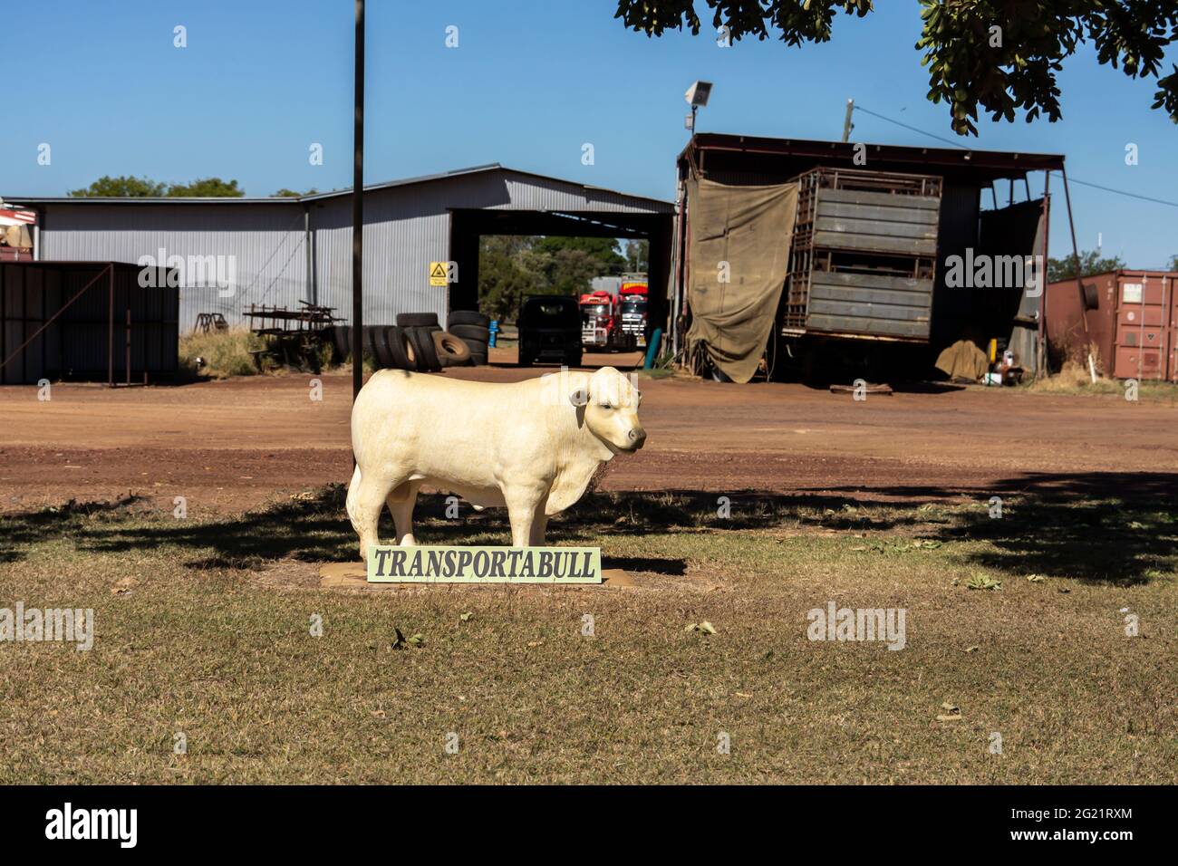 Harry redford cattle hi-res stock photography and images - Alamy
