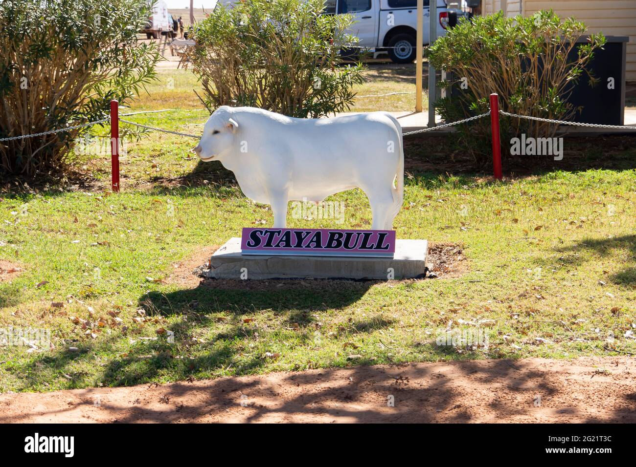 Harry redford cattle hi-res stock photography and images - Alamy
