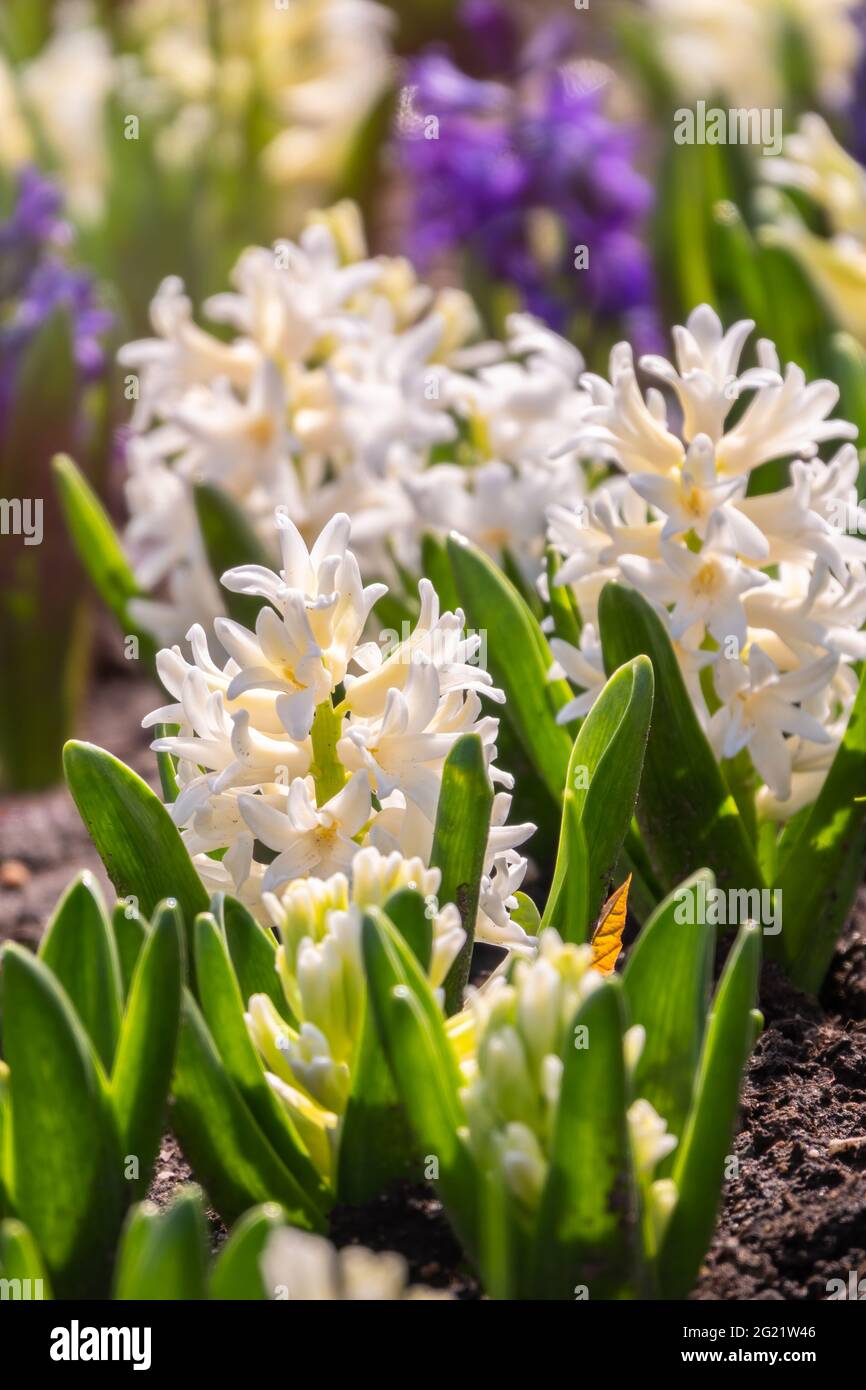 Hyacinthus orientalis white and blue flowers on an abstract background ...