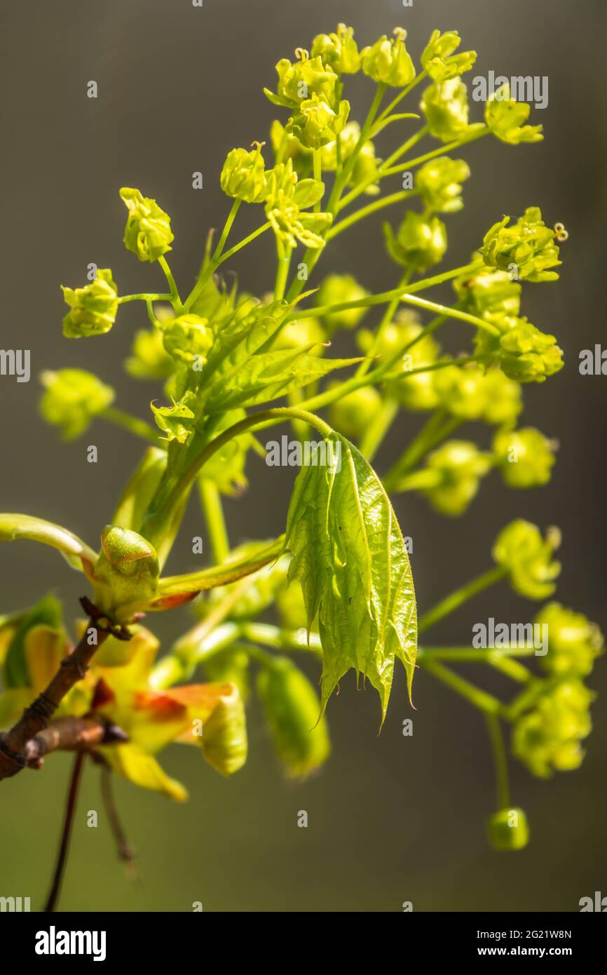 Blooming Norway Maple, Acer platanoides, in beautiful light. Spring ...