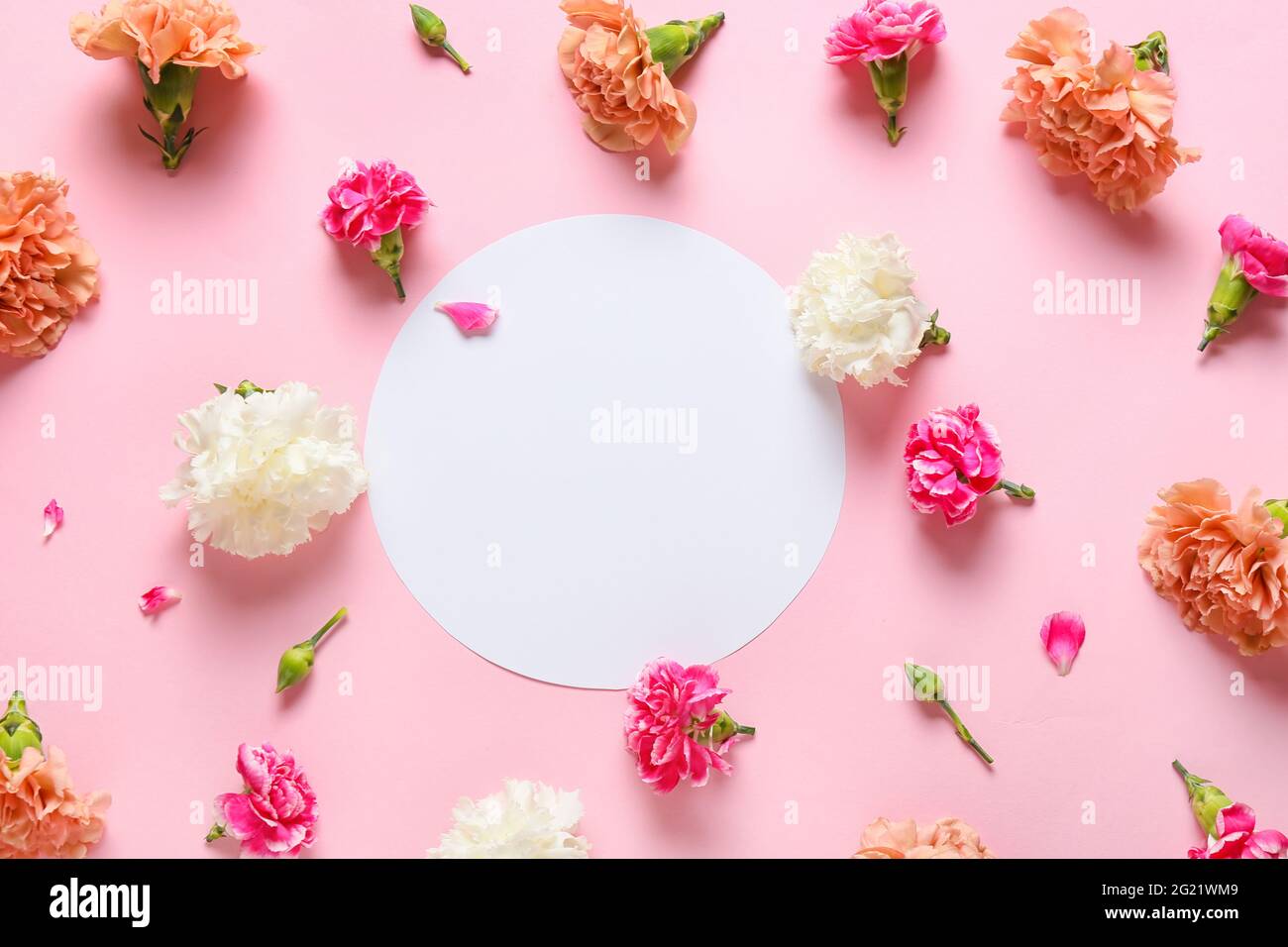 Beautiful carnation flowers and blank card on color background Stock ...