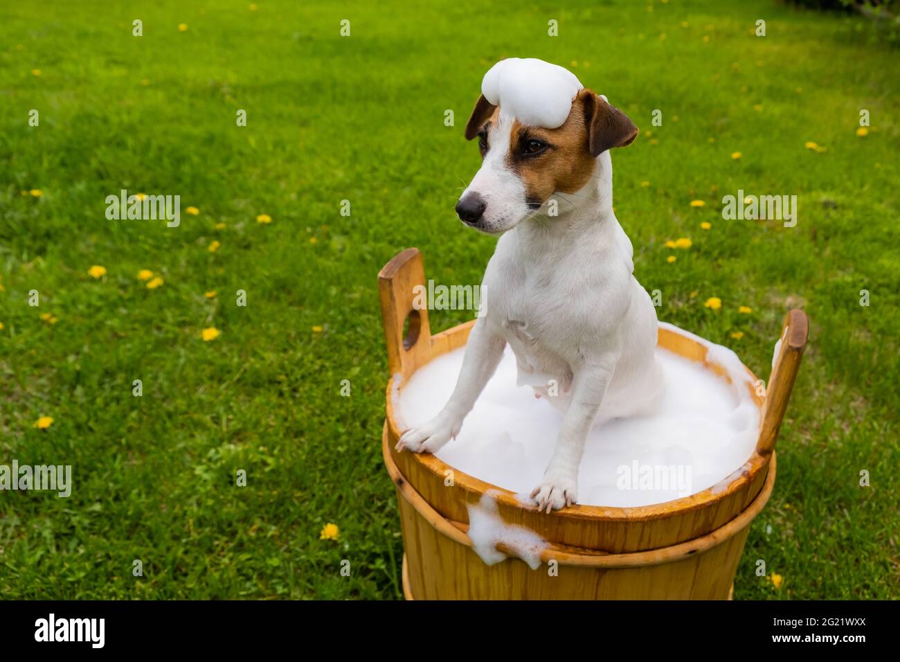 The dog is washed in a wooden tub outdoors. jack russell terrier take a ...