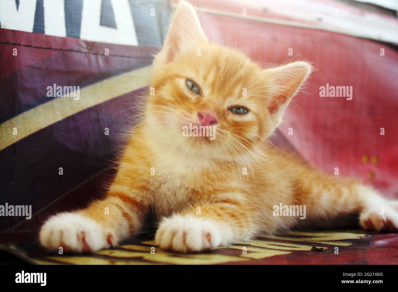 cute red kitten or ginger kitten relax and resting Stock Photo - Alamy