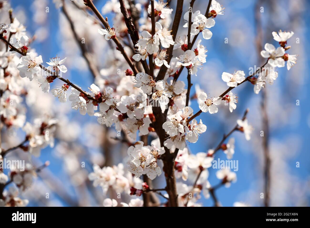 Beautiful blossoming tree outdoors on spring day, closeup Stock Photo ...