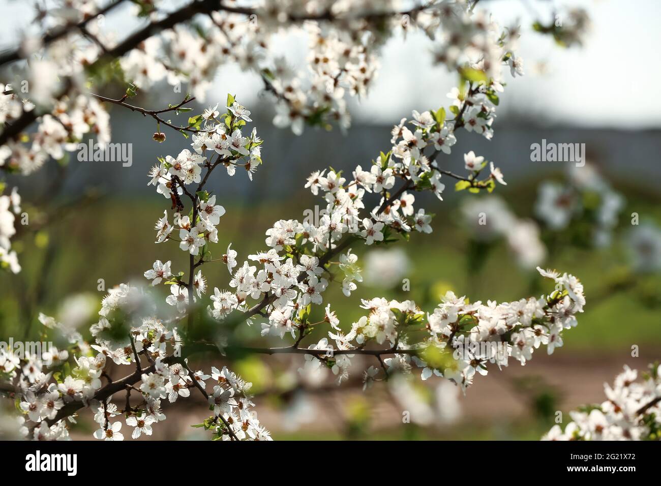 Beautiful blossoming tree outdoors on spring day Stock Photo - Alamy