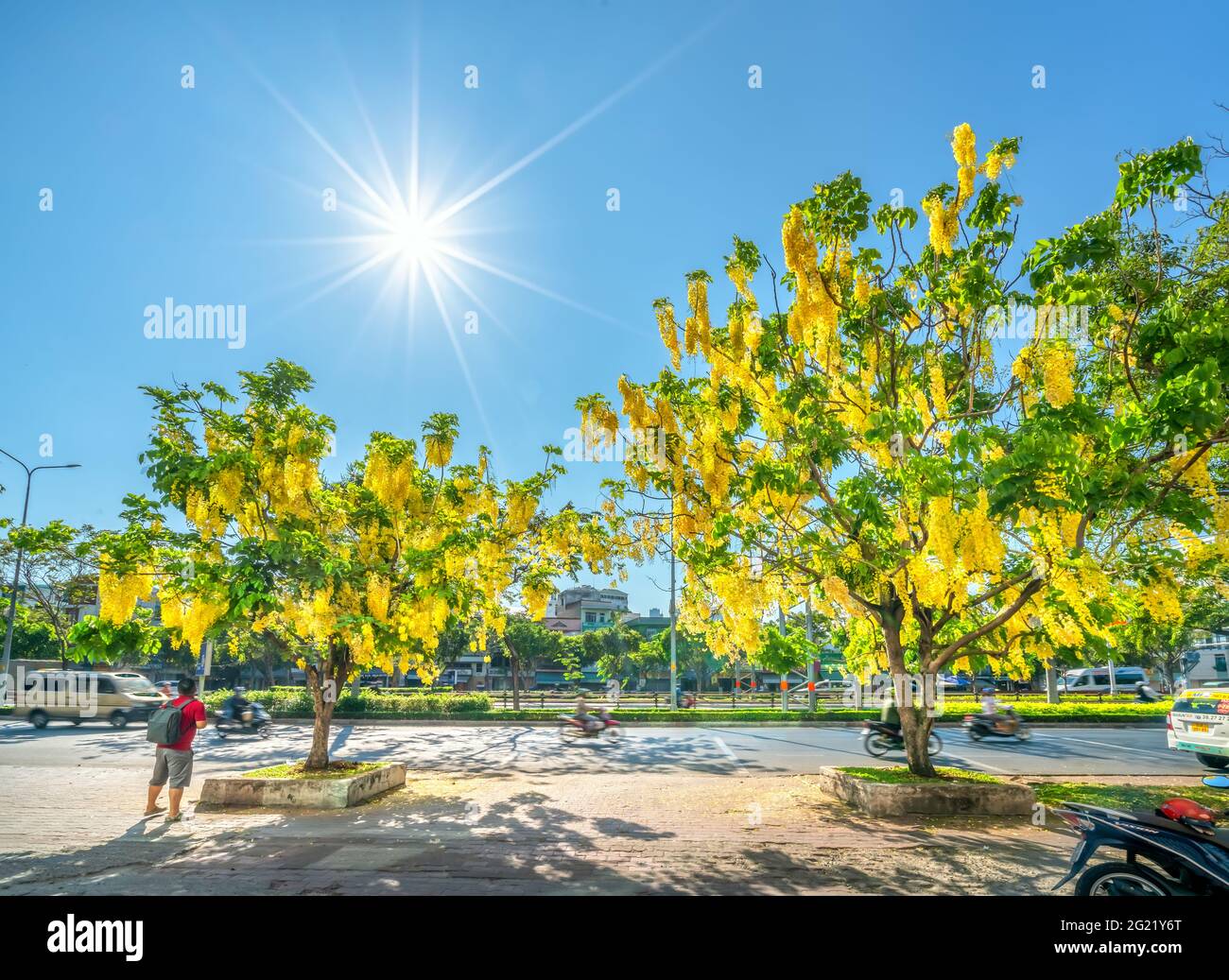 Busy traffic at boulevard with Cassia fistula flower tree blooms ...