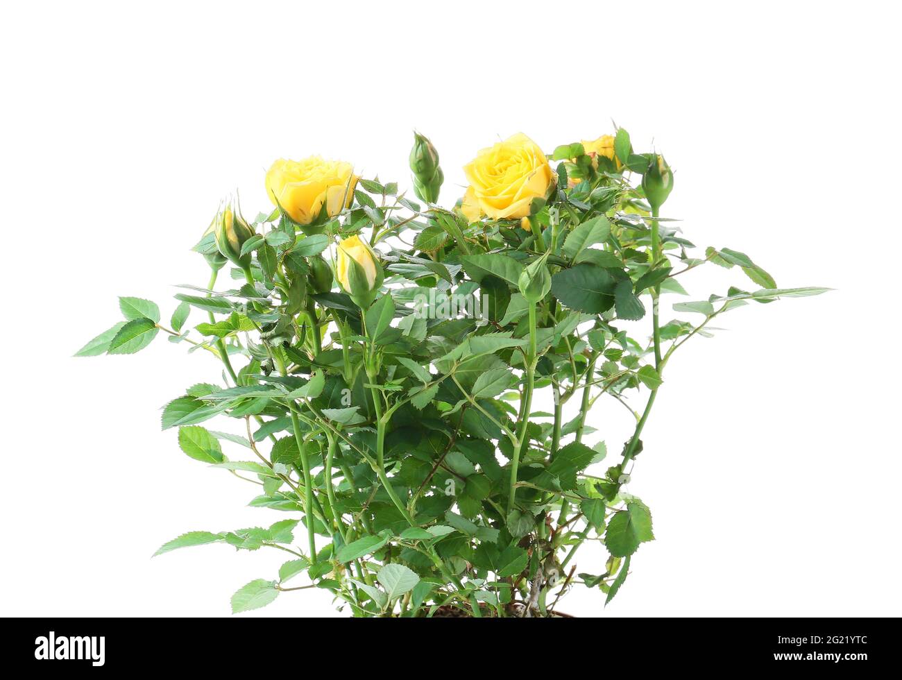 Beautiful yellow roses on white background Stock Photo - Alamy