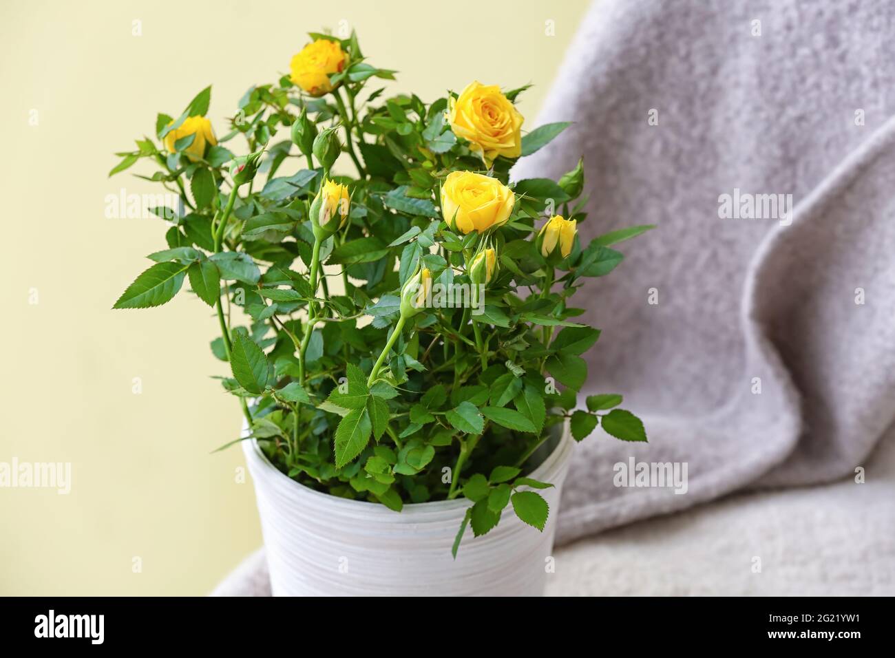 Beautiful yellow roses in pot on chair Stock Photo - Alamy