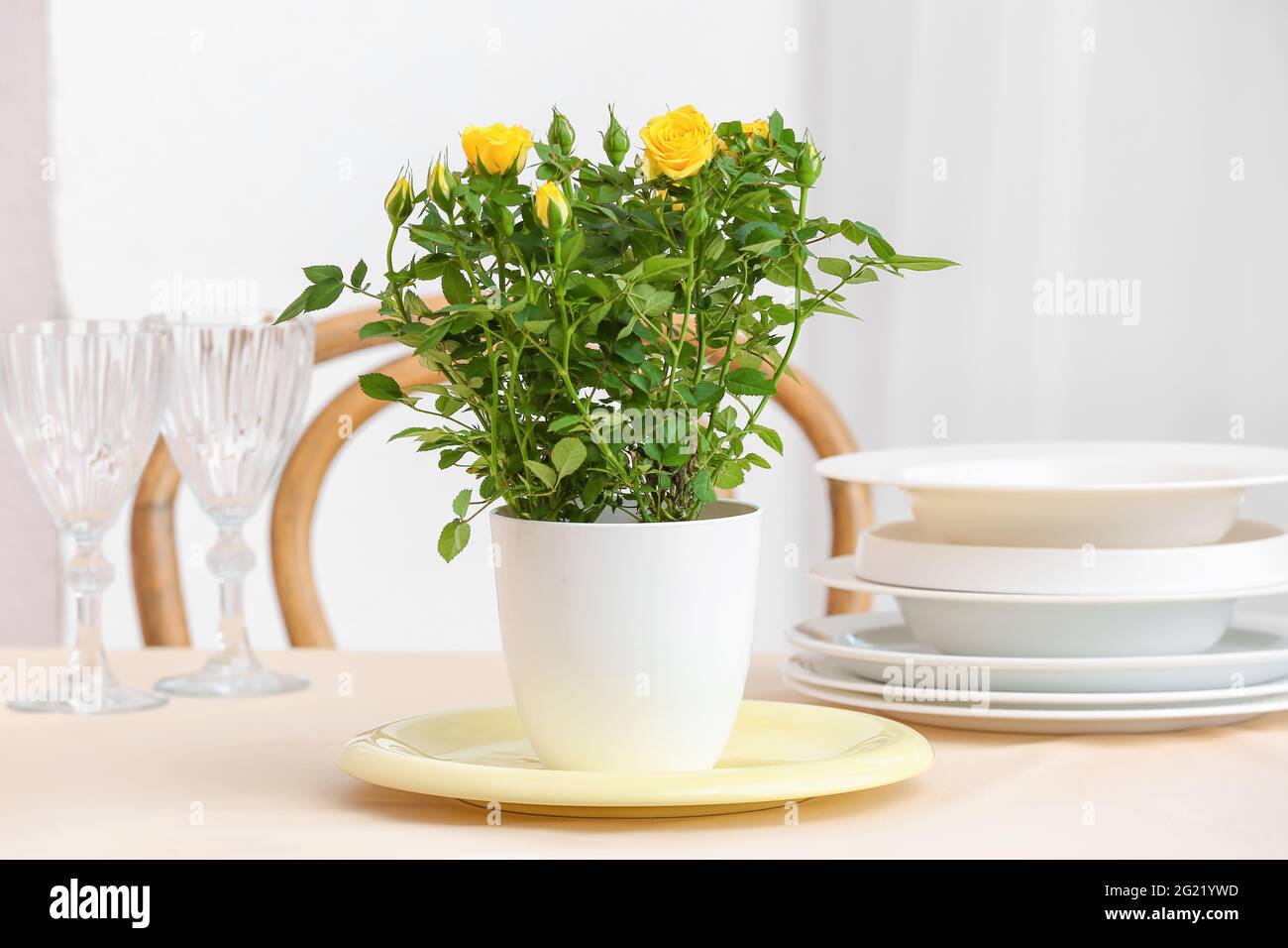 Beautiful yellow roses in pot on dining table Stock Photo - Alamy