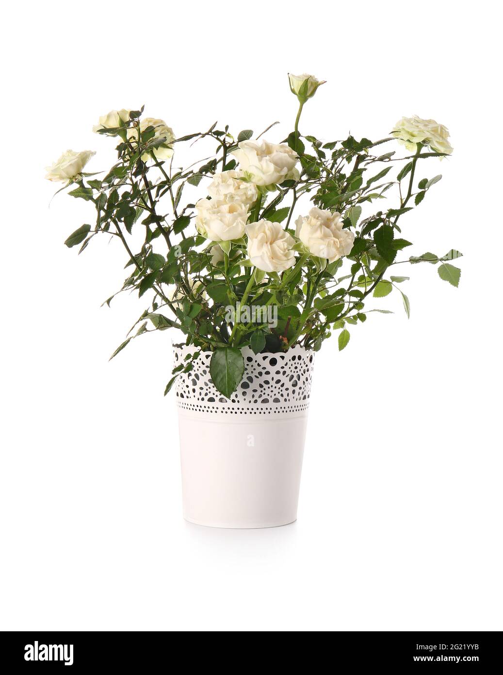 Beautiful roses in pot on white background Stock Photo - Alamy