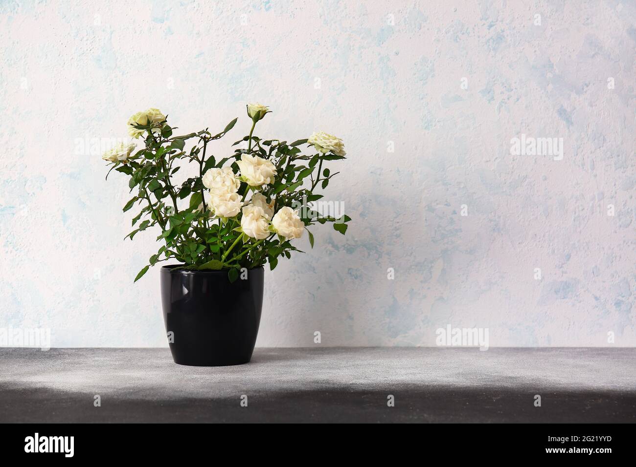 Beautiful white roses in pot on light background Stock Photo - Alamy
