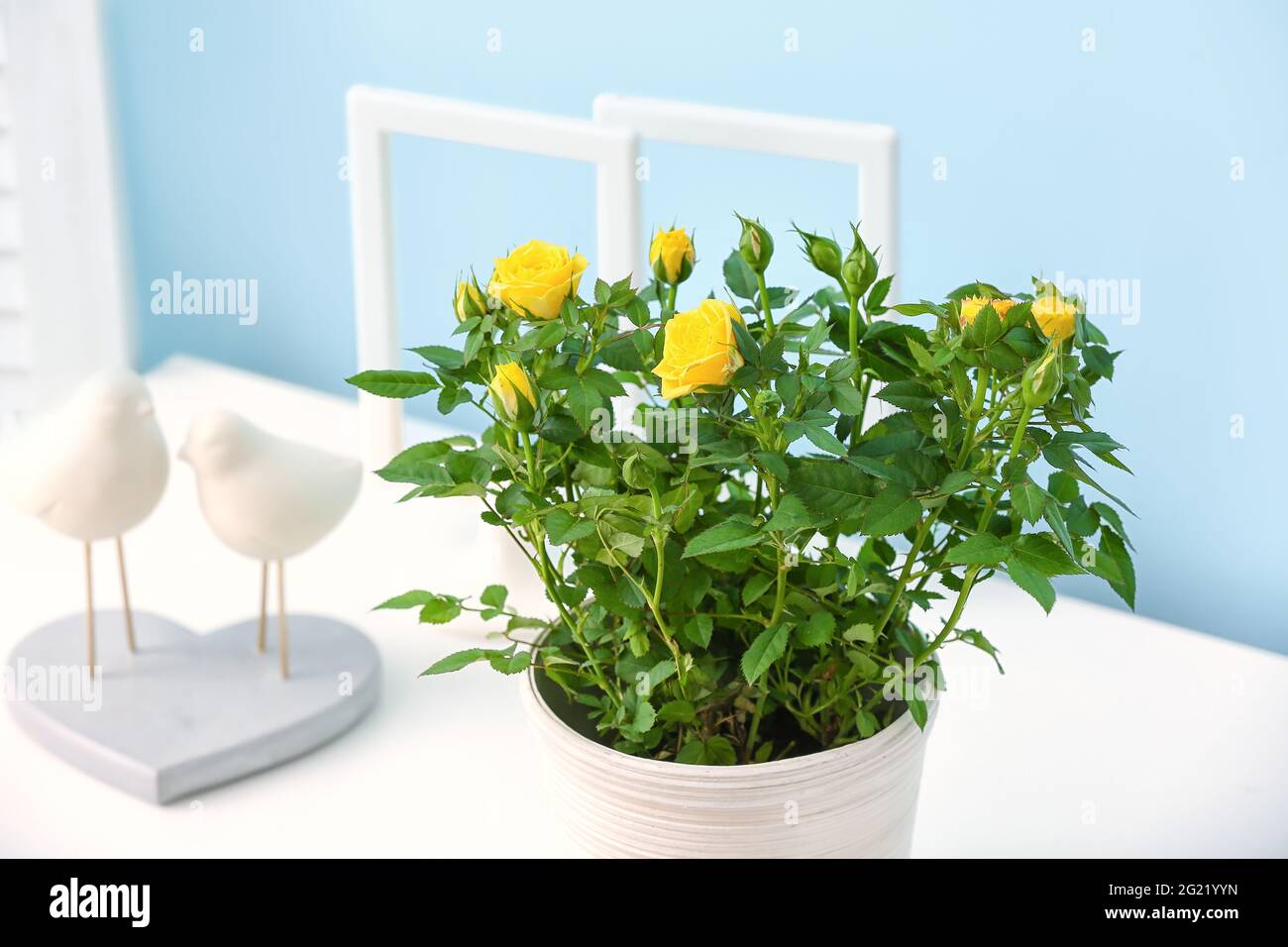 Beautiful yellow roses in pot on shelf near color wall Stock Photo - Alamy