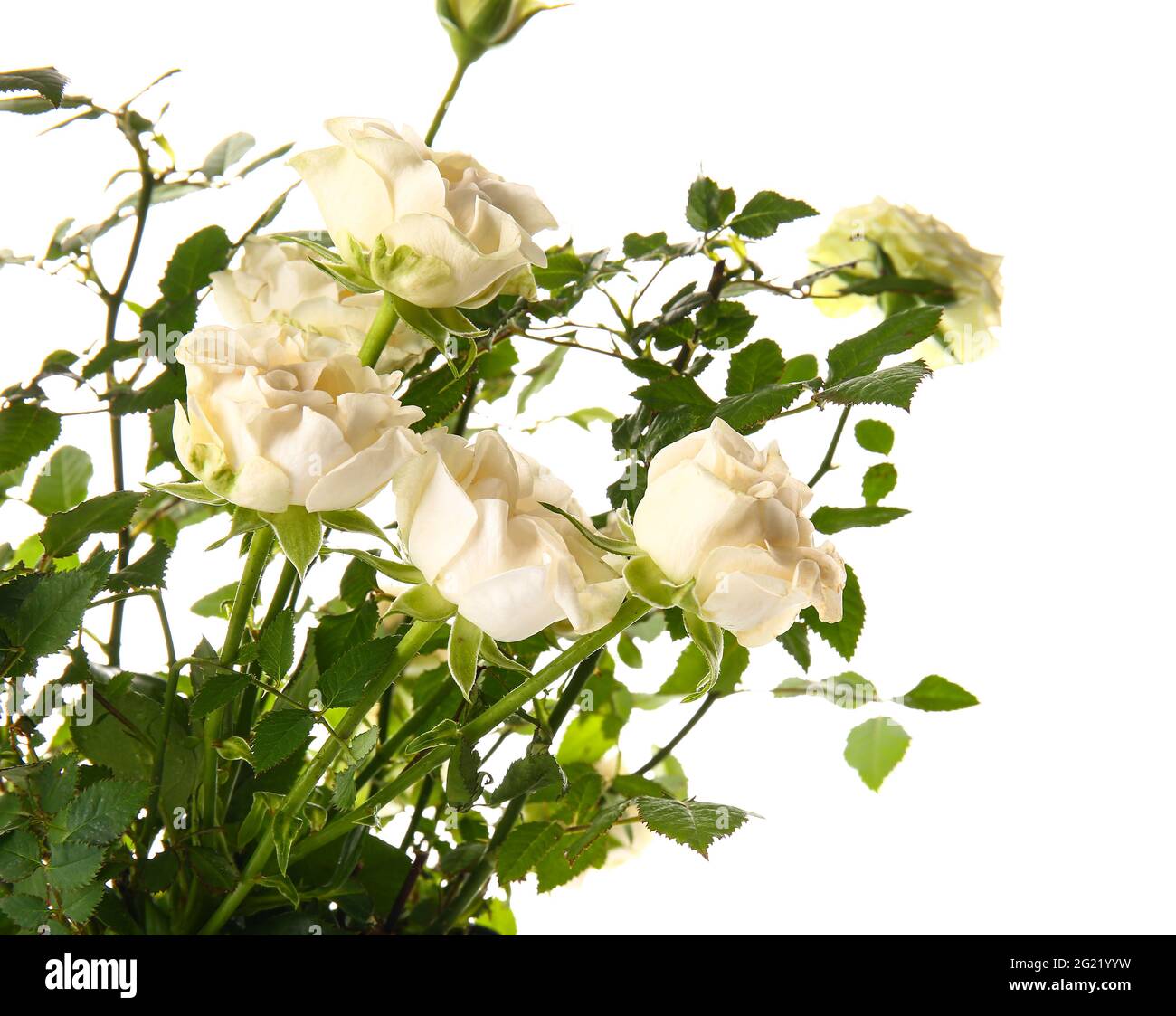 Beautiful roses on white background Stock Photo - Alamy