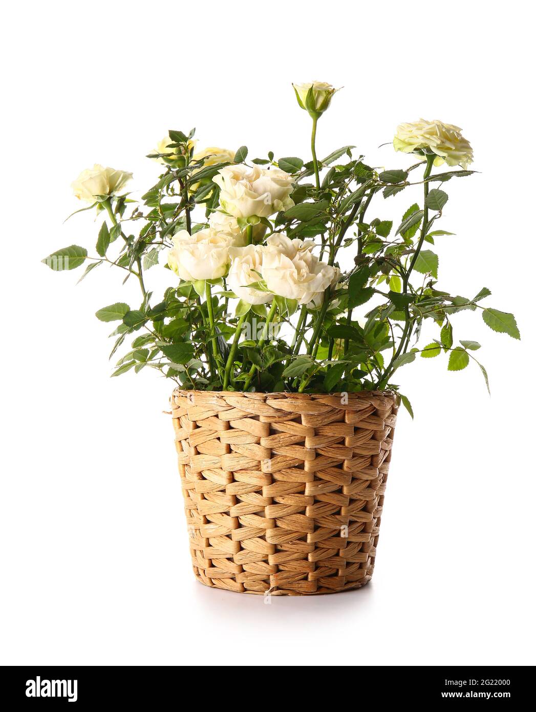 Beautiful roses in pot on white background Stock Photo - Alamy