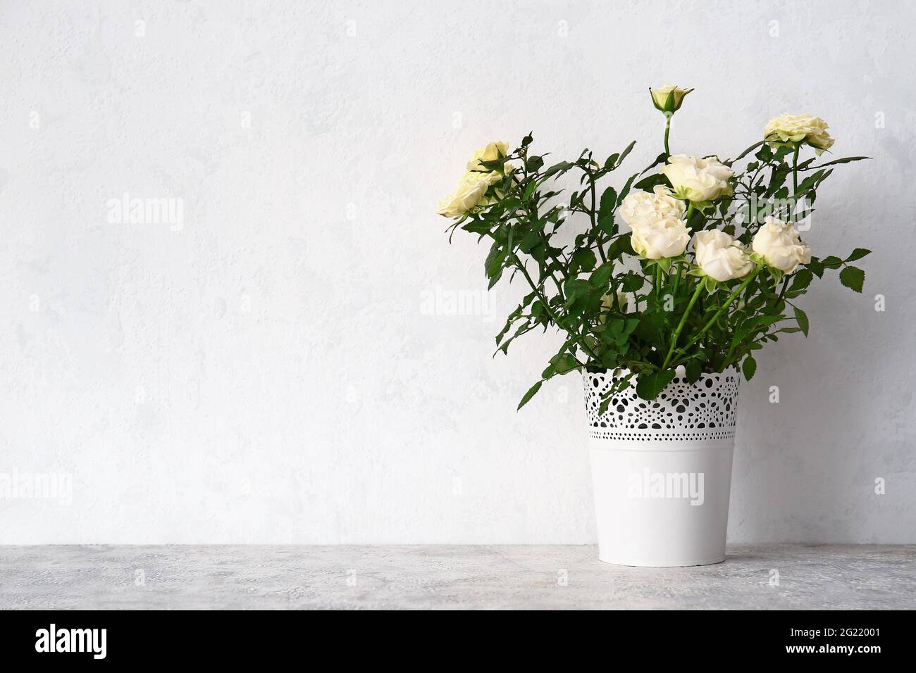 Beautiful roses in pot on white background Stock Photo - Alamy