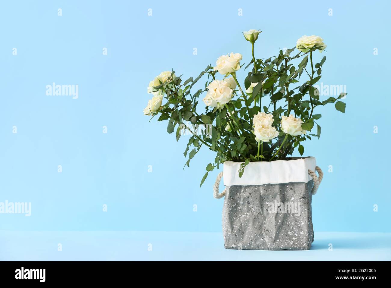Beautiful white roses in pot on color background Stock Photo - Alamy