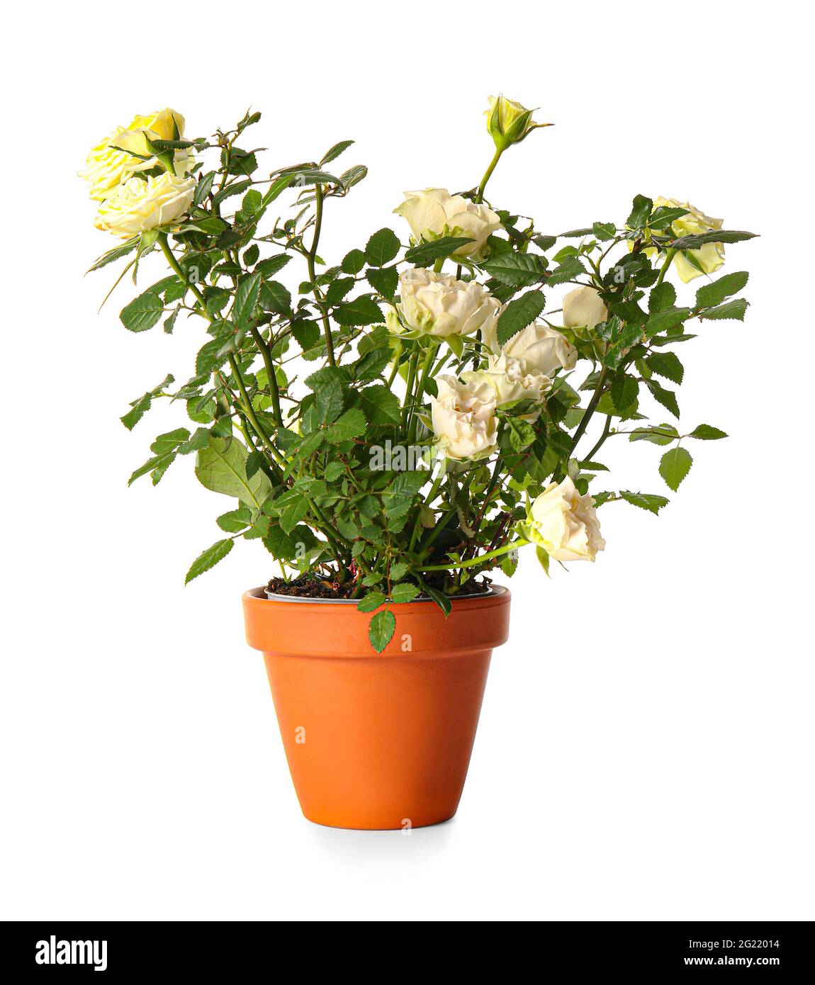 Beautiful roses in pot on white background Stock Photo - Alamy