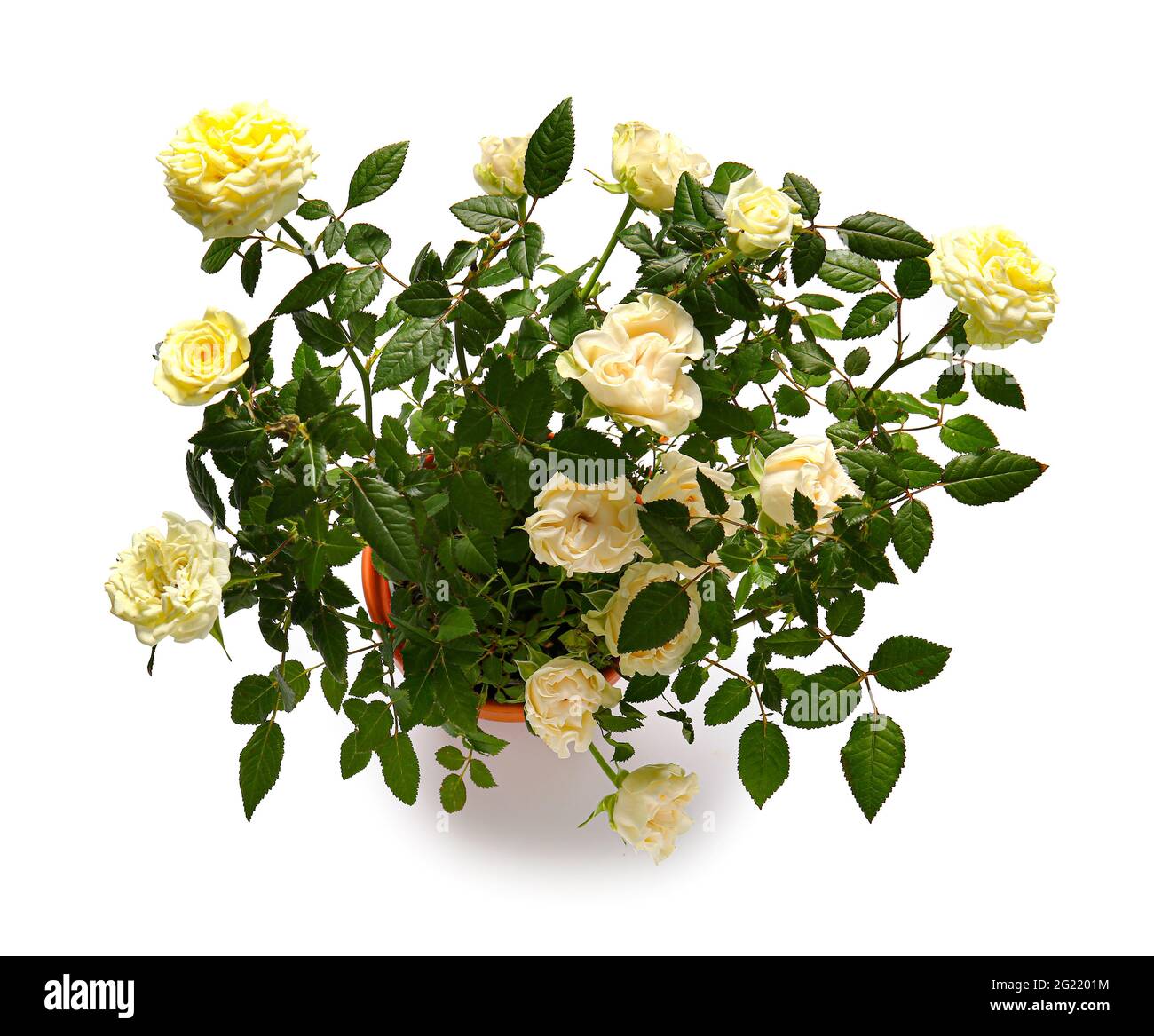 Beautiful roses in pot on white background Stock Photo - Alamy