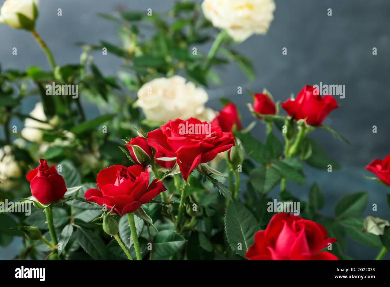Beautiful roses in pots on dark background, closeup Stock Photo - Alamy