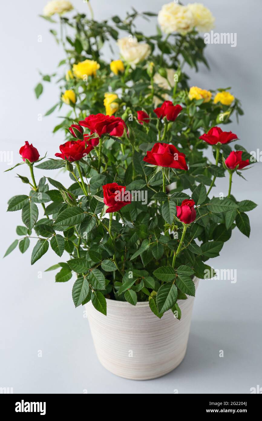 Beautiful roses in pots on light background Stock Photo - Alamy