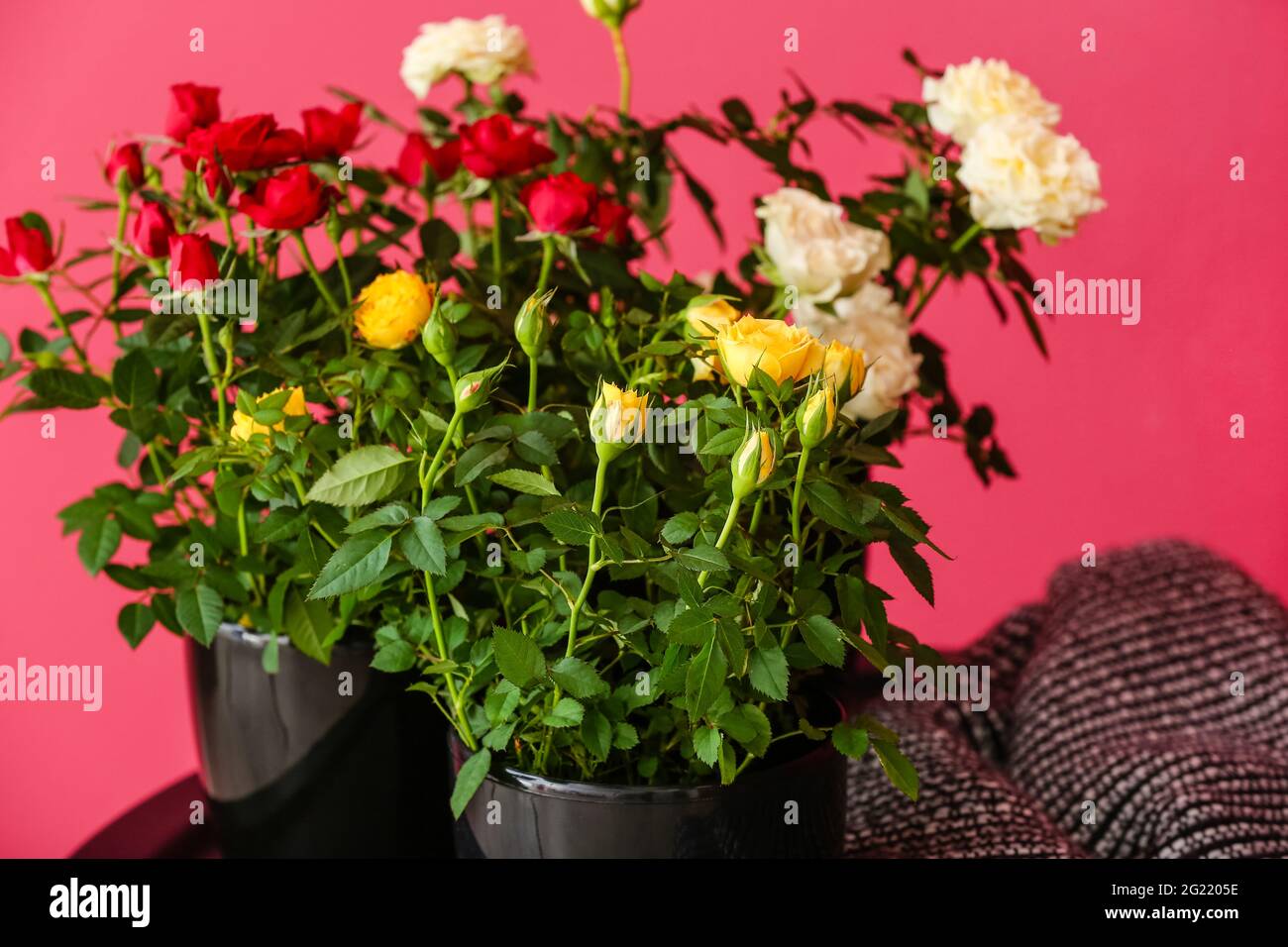 Beautiful roses in pots on table in room Stock Photo - Alamy